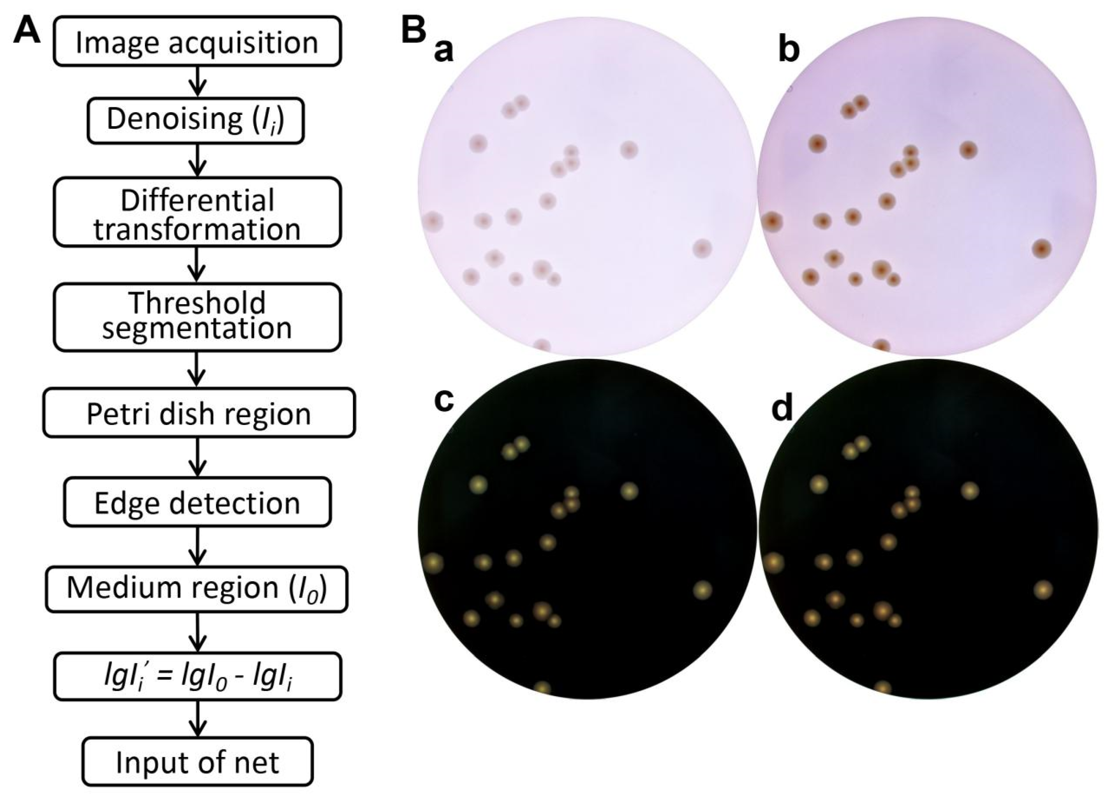 U2-Net and ResNet50-Based Automatic Pipeline for Bacterial Colony Counting
