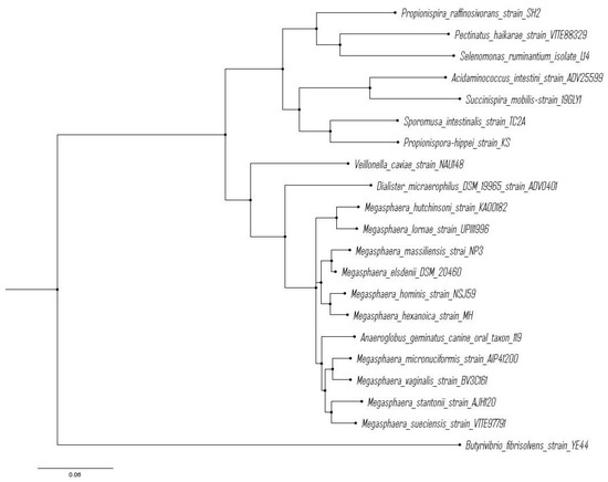 Megasphaera elsdenii: Its Role in Ruminant Nutrition and Its Potential ...