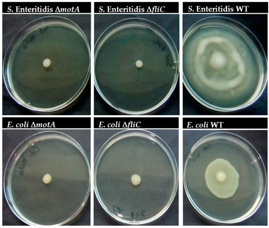 Microorganisms | Free Full-Text | The Role of Flagellum and Flagellum ...