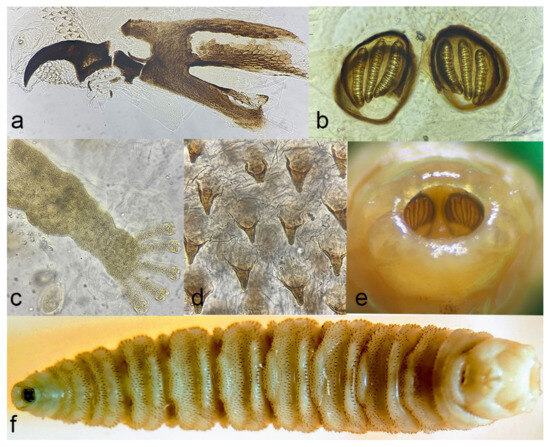 Long Time No Hear, Magnificent Wohlfahrtia! Morphological and Molecular ...