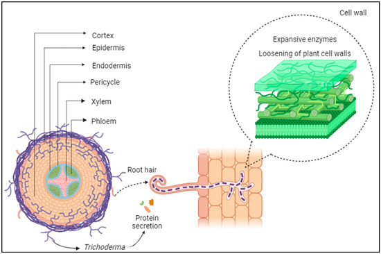 Use of Trichoderma in the Production of Forest Seedlings