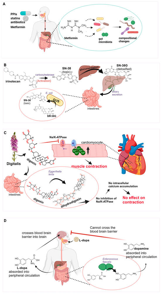 Orally Administered Drugs and Their Complicated Relationship with Our ...