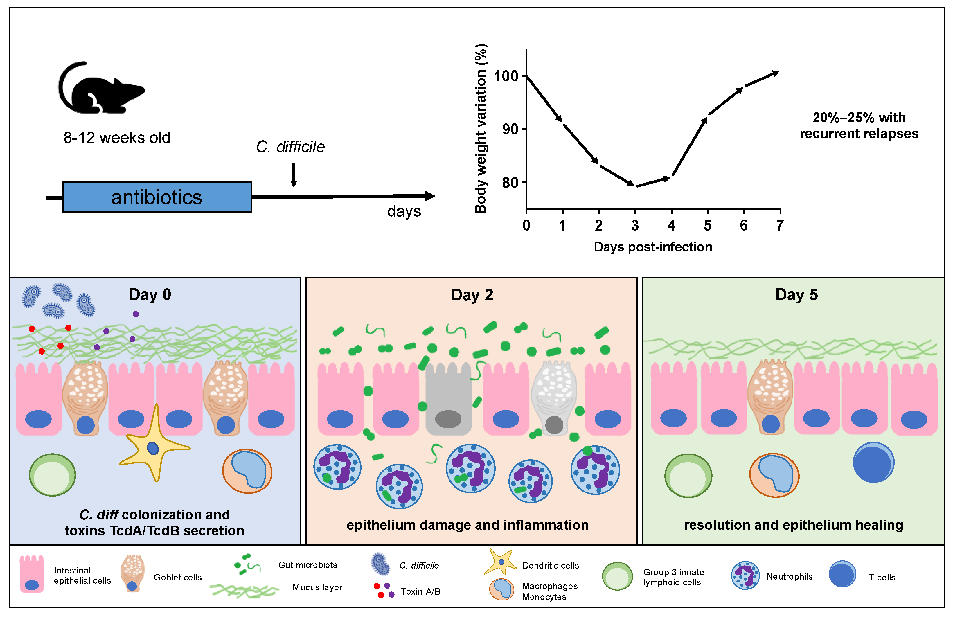 Reviewing the Clostridioides difficile Mouse Model: Insights into ...