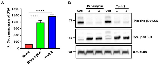Endothelial Mechanistic Target of Rapamycin Activation with Different ...