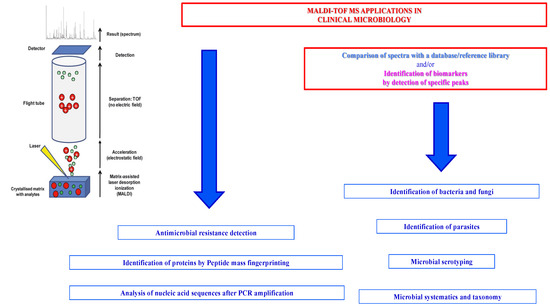 MALDI-TOF MS: A Reliable Tool in the Real Life of the Clinical ...