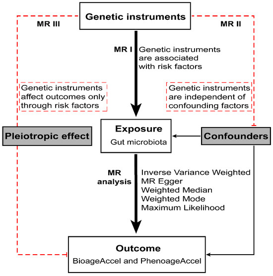 Association between Gut Microbiota and Biological Aging: A Two-Sample Mendelian Randomization Study