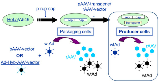 Development of Stable Packaging and Producer Cell Lines for the Production of AAV Vectors