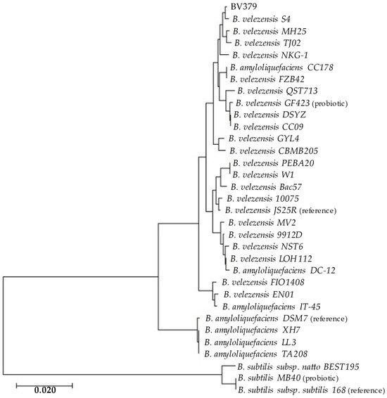 Microorganisms | Free Full-Text | Genetic and Phenotypic Characterization of Bacillus velezensis ...