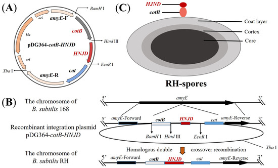 Evaluation of the Immunity Responses in Mice to Recombinant Bacillus ...