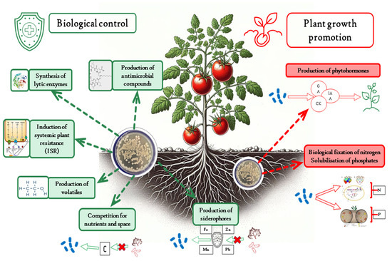 Bacillus Species: Excellent Biocontrol Agents against Tomato Diseases