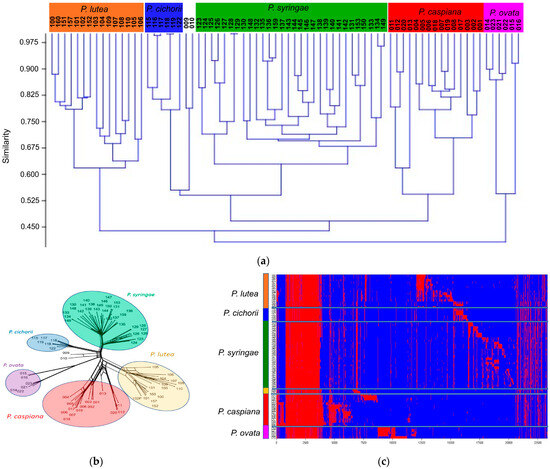 Genome-Based Taxonomy of Species in the Pseudomonas syringae and Pseudomonas lutea Phylogenetic ...