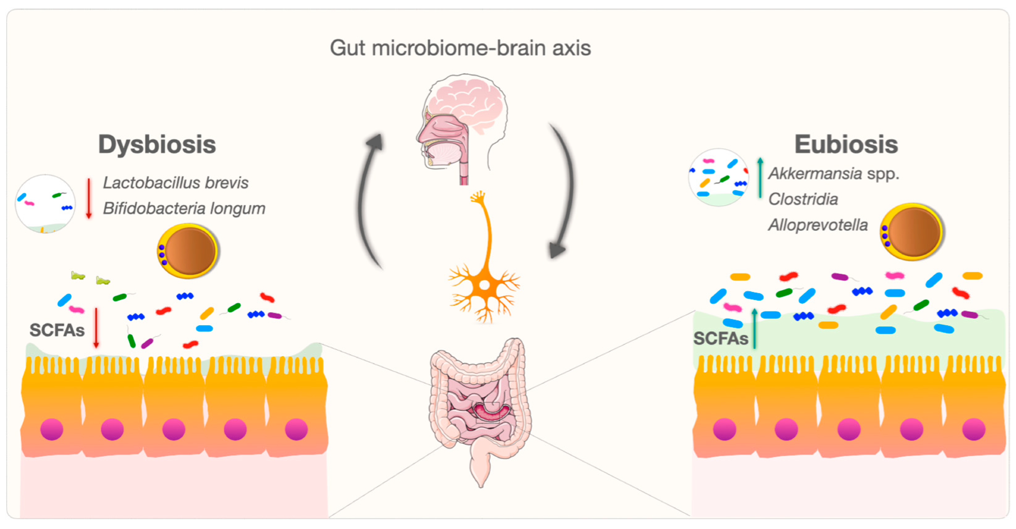 Blastocystis: A Mysterious Member of the Gut Microbiome