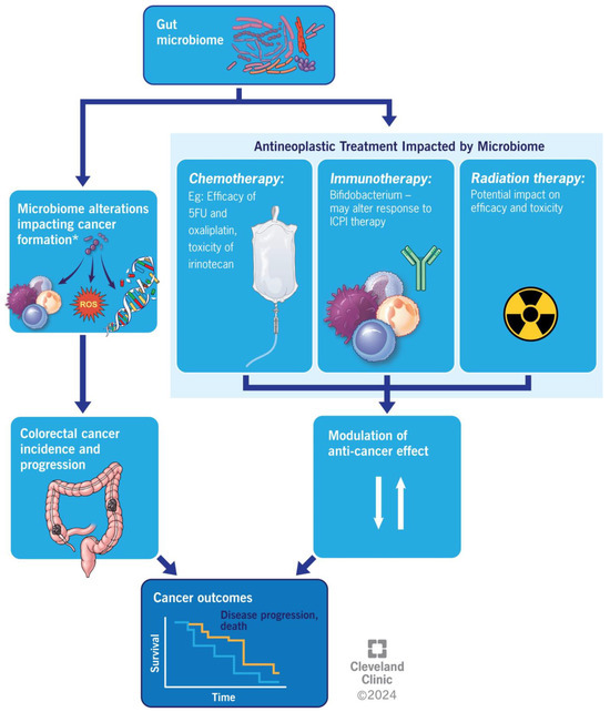 Gut Microbiome–Colorectal Cancer Relationship