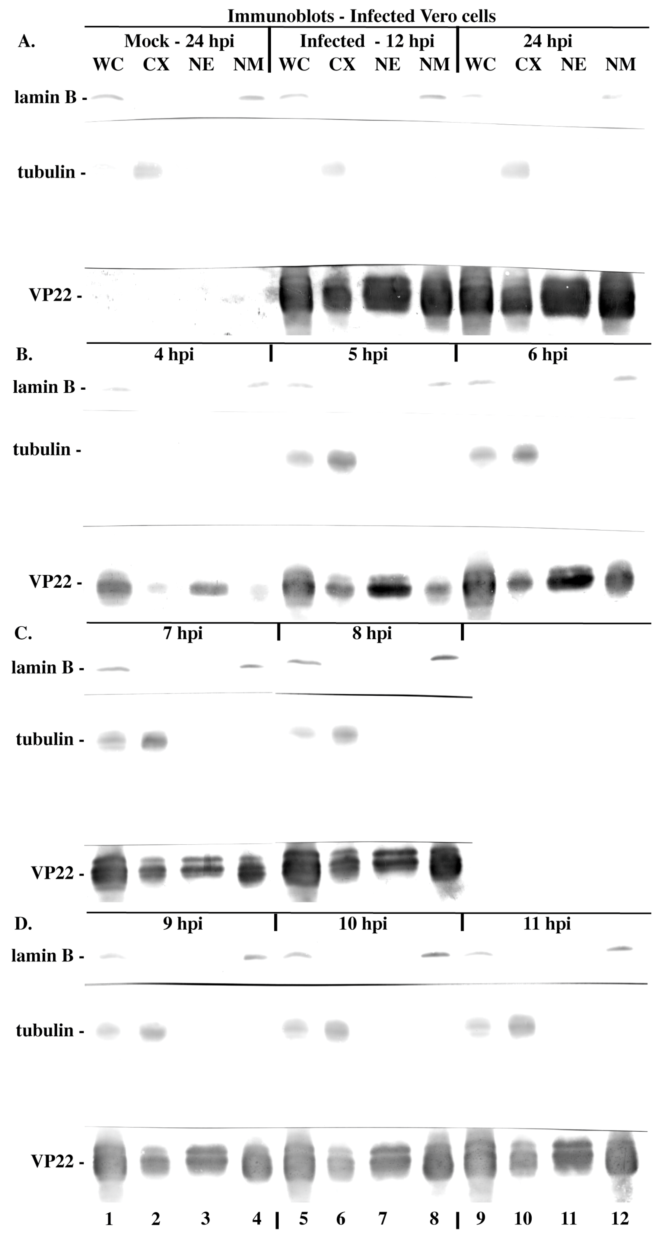 Microorganisms | Free Full-Text | Major Virion Tegument Protein VP22 Targets Nuclear Matrix and ...