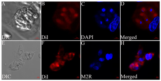 In Vitro Cultivation for Glugea plecoglossi (Microsporidia) Isolated ...