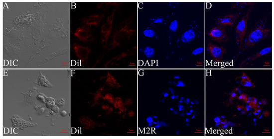 In Vitro Cultivation for Glugea plecoglossi (Microsporidia) Isolated ...
