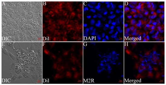 In Vitro Cultivation for Glugea plecoglossi (Microsporidia) Isolated ...