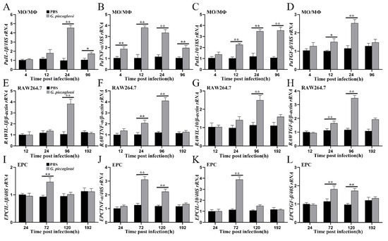 In Vitro Cultivation for Glugea plecoglossi (Microsporidia) Isolated ...