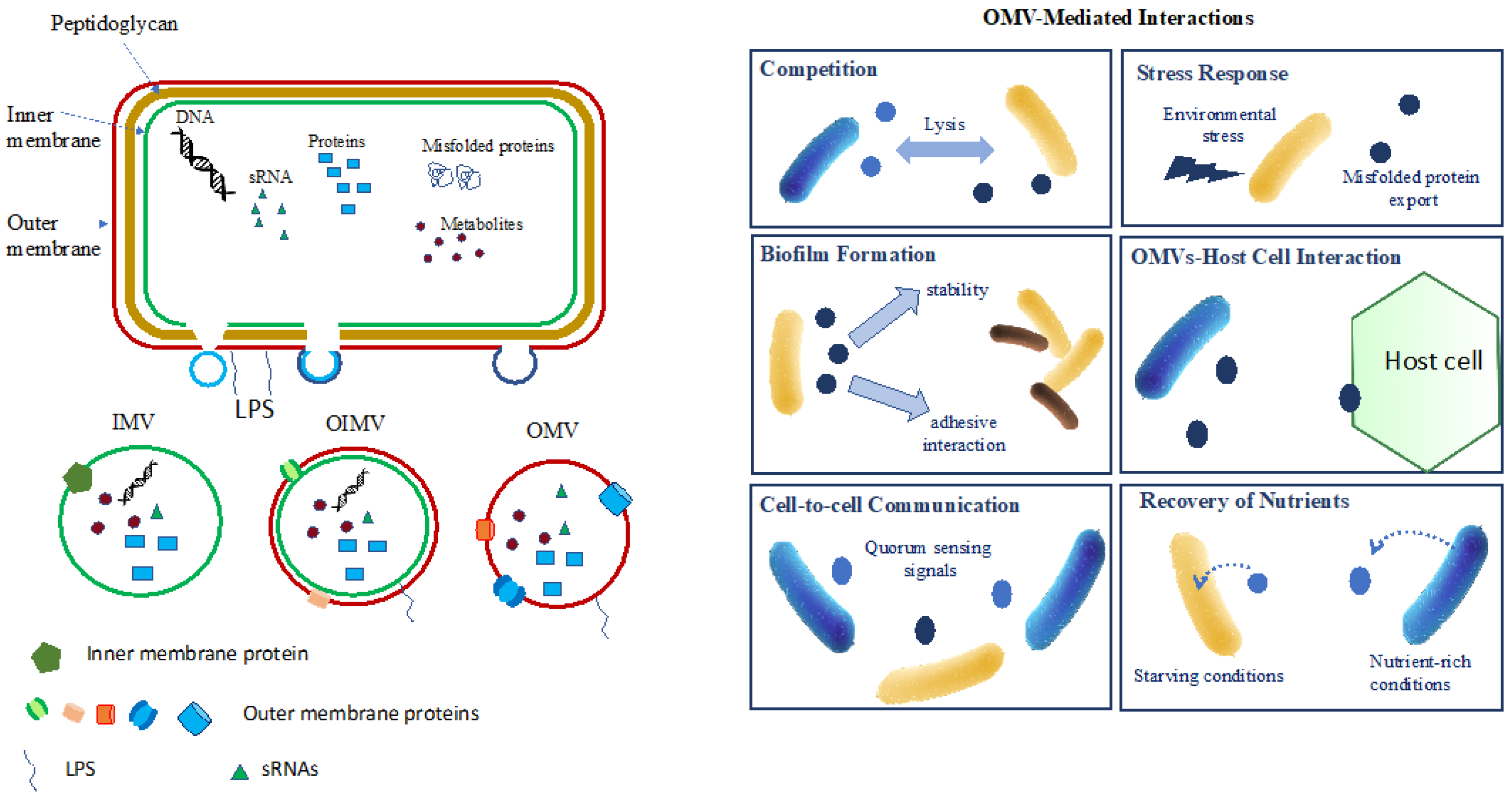 Insights into Bacterial Extracellular Vesicle Biogenesis, Functions, and Implications in Plant ...