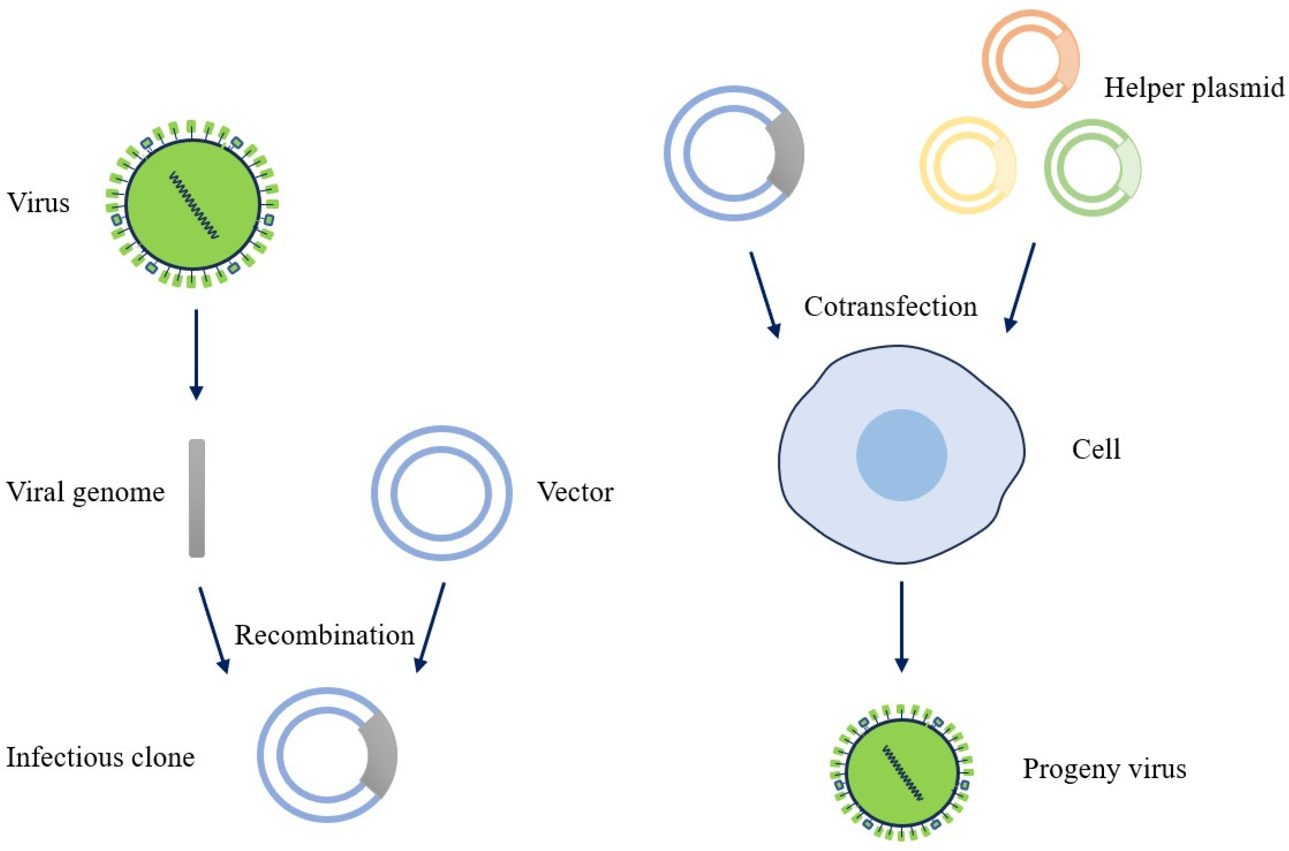 Developments in Negative-Strand RNA Virus Reverse Genetics