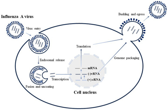 Developments in Negative-Strand RNA Virus Reverse Genetics