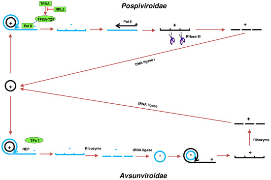 Microorganisms | Free Full-Text | Viroid Replication, Movement, and the ...