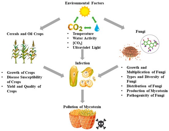 Contamination and Control of Mycotoxins in Grain and Oil Crops