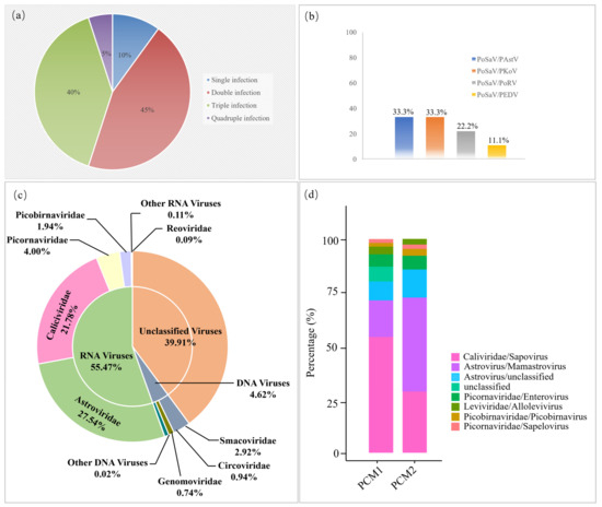 Genomic Evolution and Selective Pressure Analysis of a Novel Porcine ...