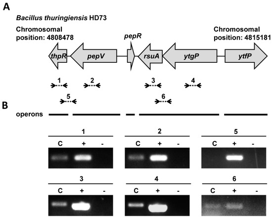 A Novel Regulator PepR Regulates the Expression of Dipeptidase Gene ...