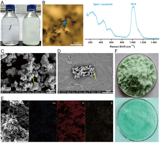 Characterize the Growth and Metabolism of Acidithiobacillus ...