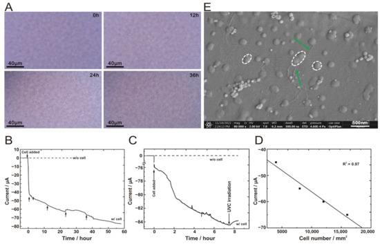 Characterize the Growth and Metabolism of Acidithiobacillus ...