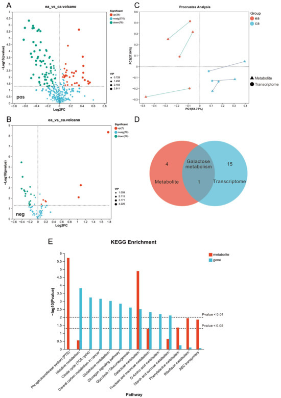 Characterize the Growth and Metabolism of Acidithiobacillus ...