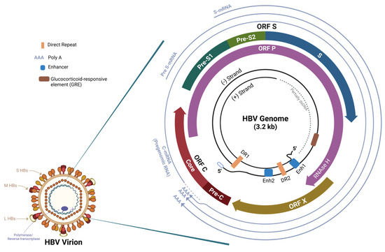 RNA Interference Therapeutics for Chronic Hepatitis B: Progress ...