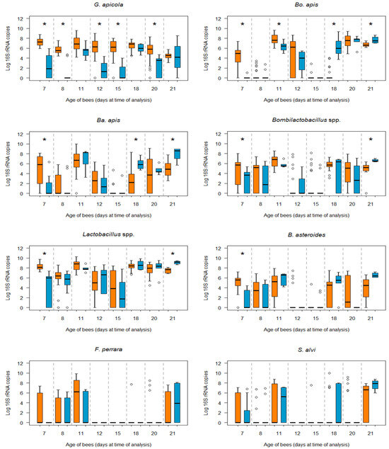Influence of Age of Infection on the Gut Microbiota in Worker Honey ...