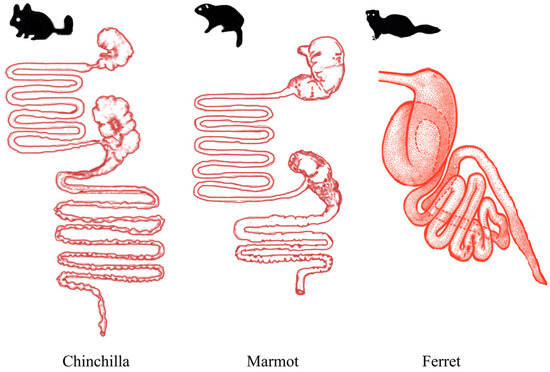 Comparative Analysis of Gut Microbiomes in Laboratory Chinchillas ...