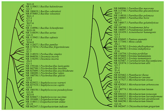 Diversity and Antibiotic Resistance of Triticale Seed-Borne Bacteria on ...