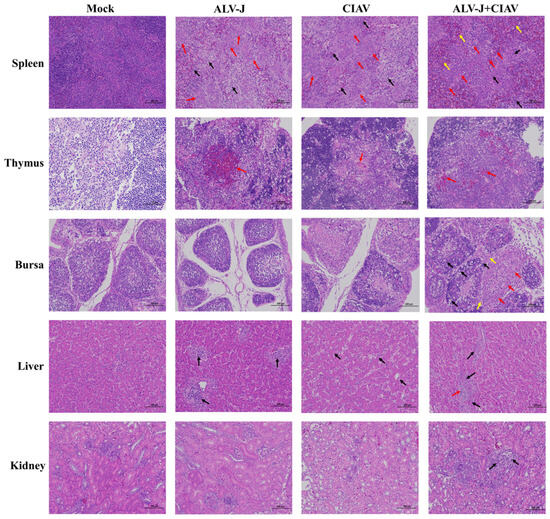Synergy of Subgroup J Avian Leukosis Virus and Chicken Infectious ...