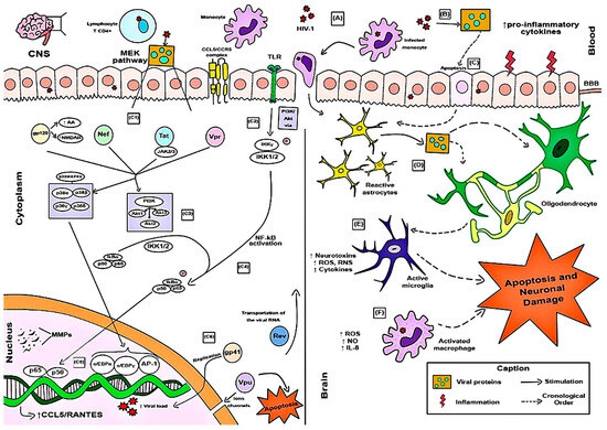 Molecular Role of HIV-1 Human Receptors (CCL5–CCR5 Axis) in neuroAIDS ...