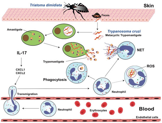 Neutrophils versus Protozoan Parasites: Plasmodium, Trichomonas ...