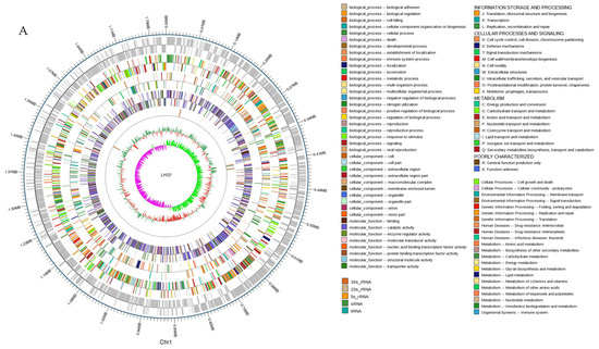 Evaluation of Probiotic Properties and Safety of Lactobacillus ...