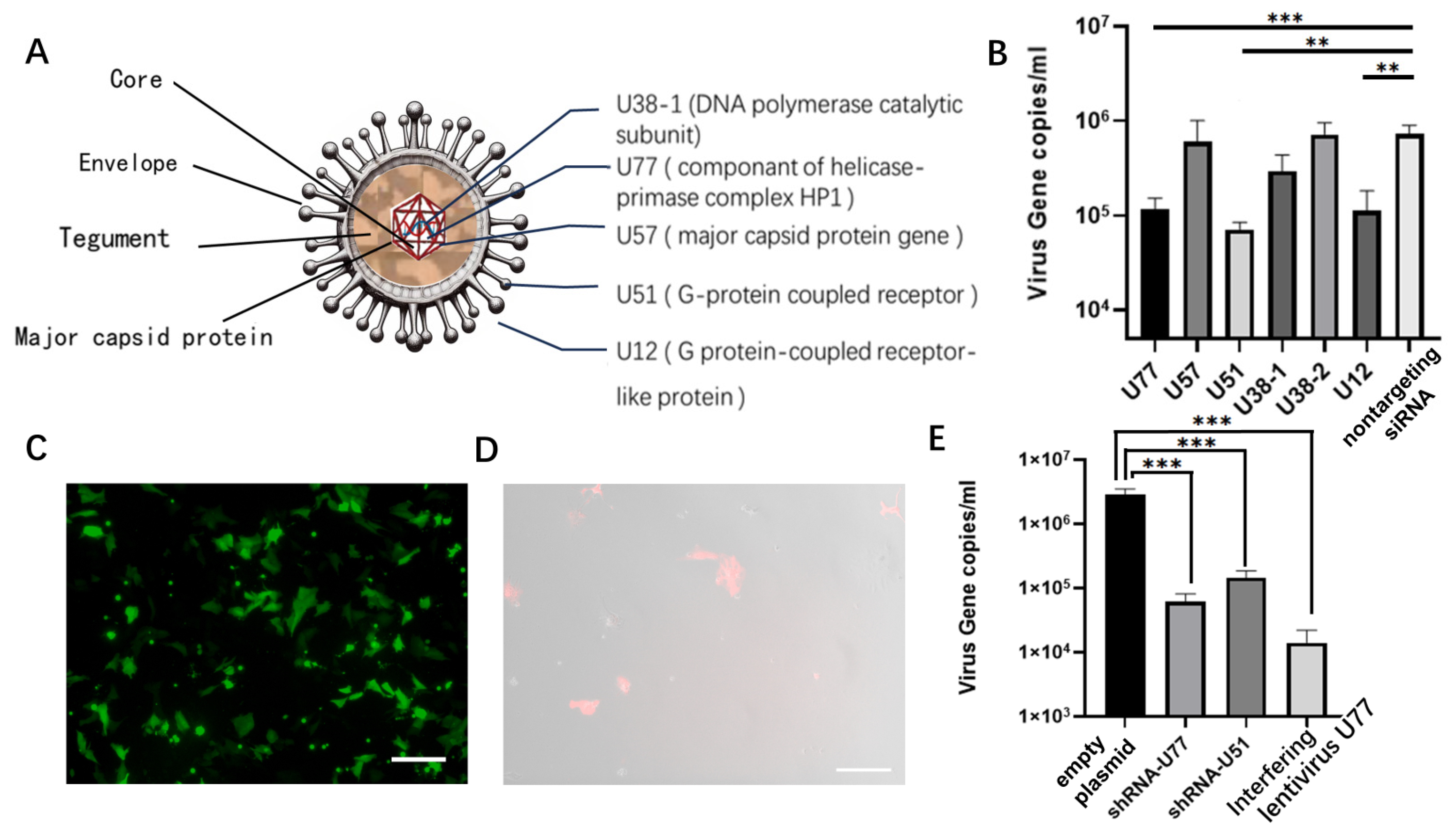 Microorganisms | Free Full-Text | Targeted Integration of siRNA against Porcine Cytomegalovirus ...