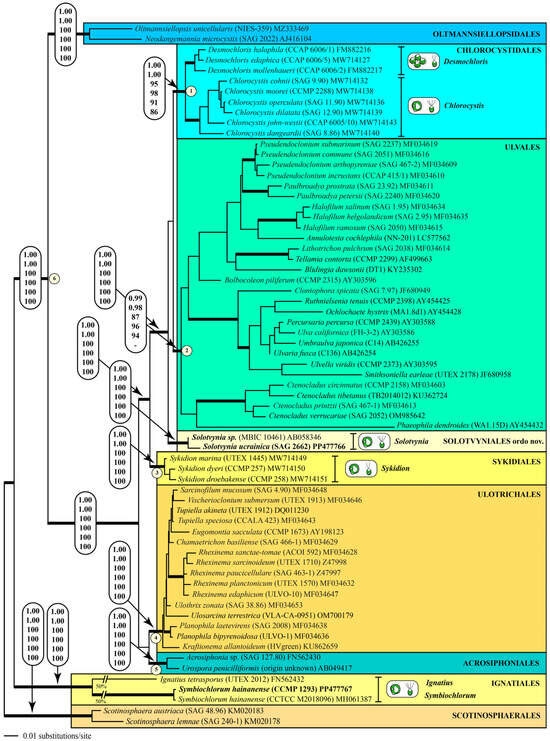 Solotvynia, a New Coccoid Lineage among the Ulvophyceae (Chlorophyta)