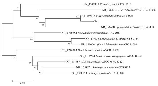 Advancements in Fermented Beverage Safety: Isolation and Application of ...