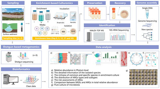 Metagenomic and Culturomics Analysis of Microbial Communities within ...