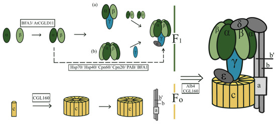 Structure, Regulation, and Significance of Cyanobacterial and ...