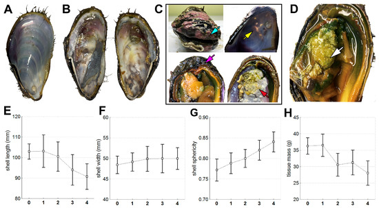 Microorganisms | Free Full-Text | Study of the Impact of the Parasitic Microalgae Coccomyxa ...