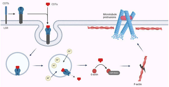 Exploring the Toxin-Mediated Mechanisms in Clostridioides difficile ...