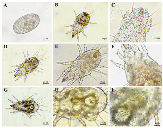 Mycophagous Mite, Tyrophagus putrescentiae, Prefers to Feed on ...