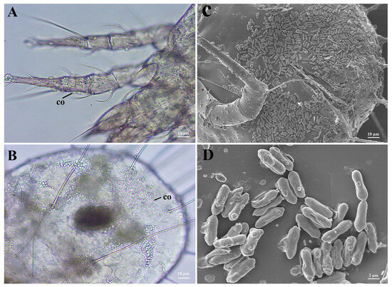 Mycophagous Mite, Tyrophagus putrescentiae, Prefers to Feed on ...