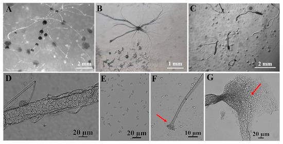 Diversity of Cellular Slime Molds (Dictyostelids) in the Fanjing ...